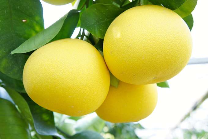 Japan’s Secret Citrus | Travel Japan (Japan National Tourism Organization)