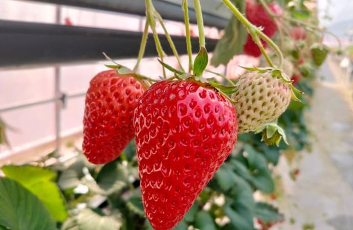 Osaka Izumi, Your Fresh Air Destination