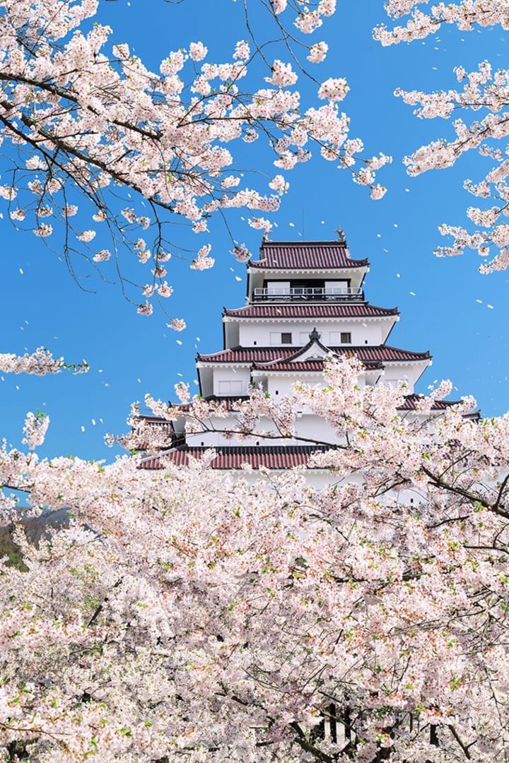 Enjoy Famous Castles and Sakura Spots Simultaneously! Experience Japan ...