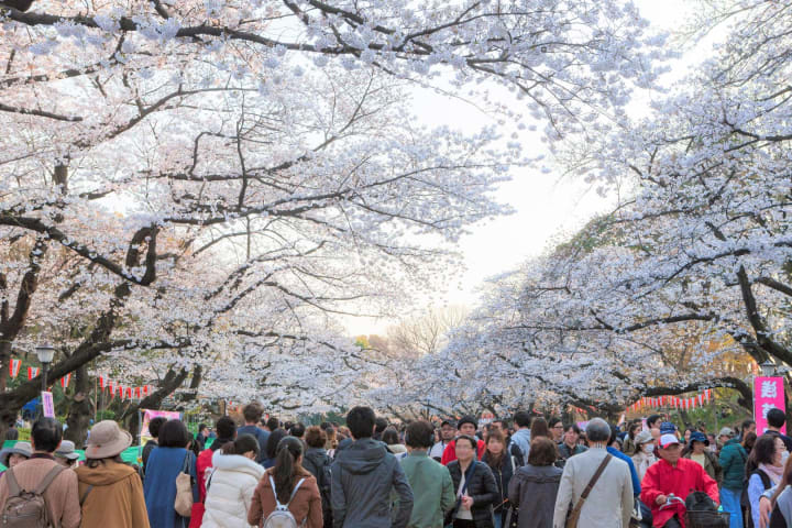 Time for Japan’s Favourite Spring Activity! Hanami Manners and What to ...