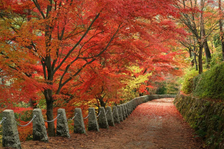 UNESCO-Designated! Enjoy Spectacular Autumn Colours and World Heritage ...