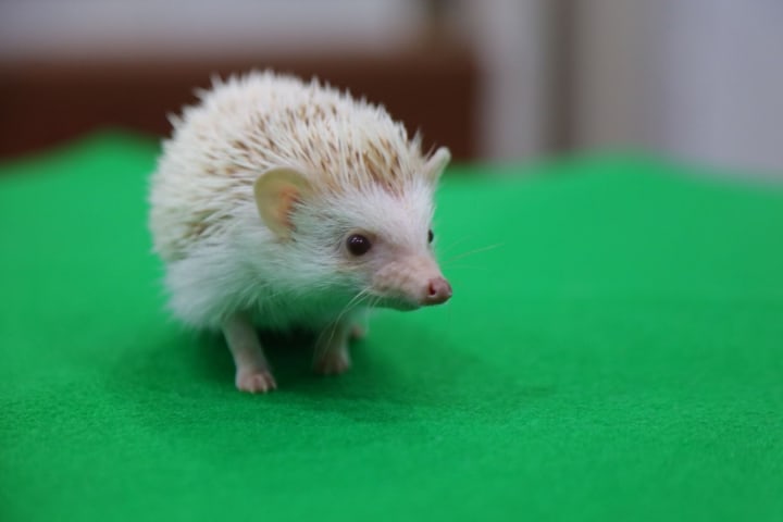 Unique Animal Cafés and Bars in Japan!!! | Discover places only the ...