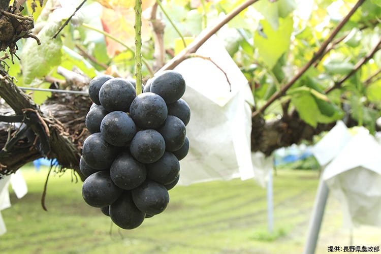 Enjoy Fresh Fruit Picking in These Japanese Prefectures