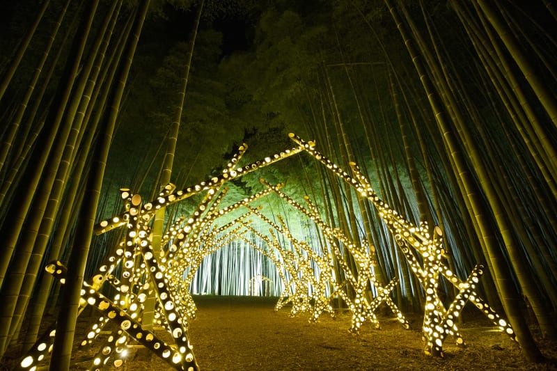 Bamboo Forest Stroll in Utsunomiya | Japan‘s Local Treasures | Travel ...