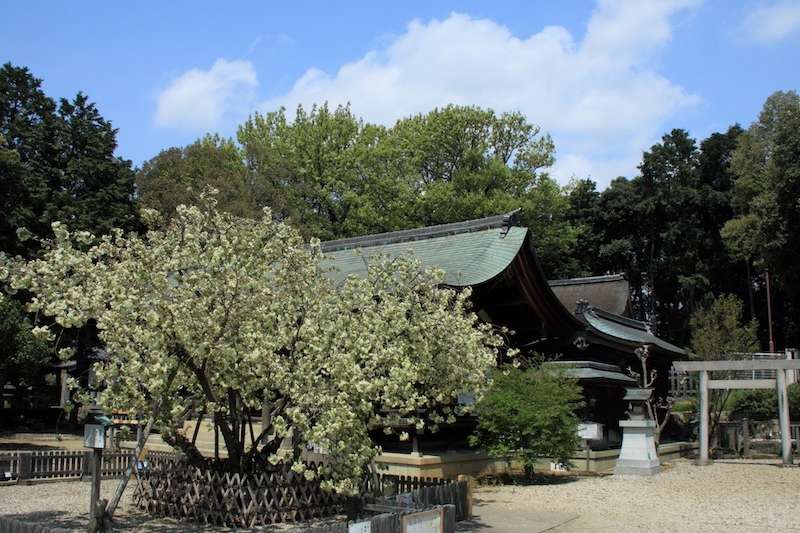 The Different Varieties of Cherry Blossoms in Japan