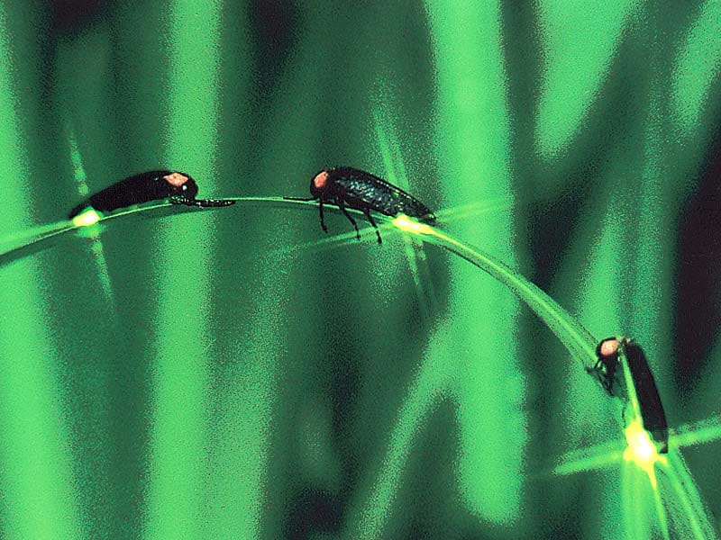 On the Glow: 9 Firefly Viewing Spots in Japan | Blog | Travel Japan ...