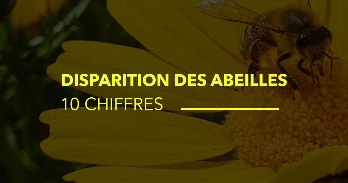La Disparition des Abeilles en 10 Chiffres