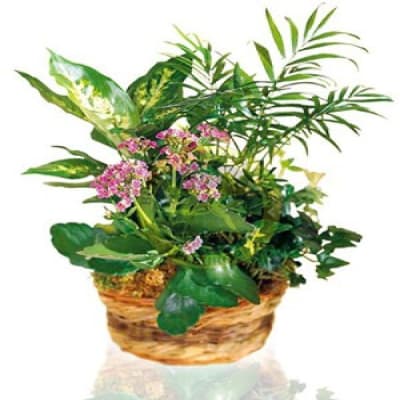 Arrangement of Plants | Interflora