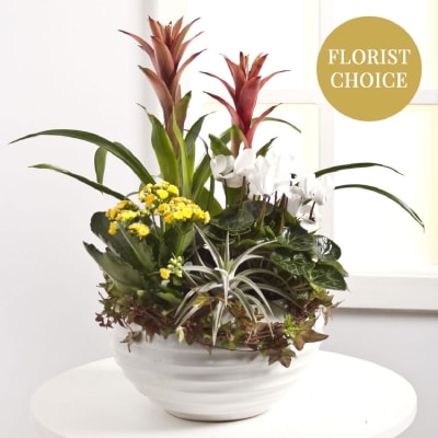 Arrangement of Plants | Interflora