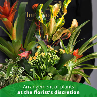 Arrangement of Plants | Interflora