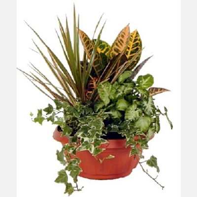 Arrangement of Plants | Interflora