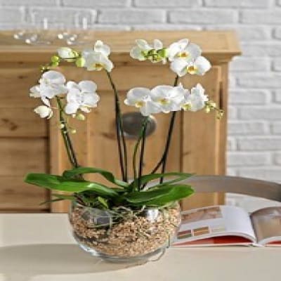 Orchid plant | Interflora