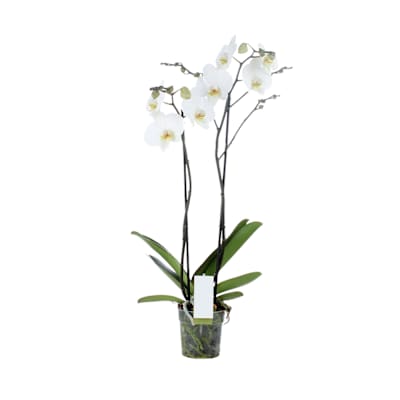 Orchidplant | Interflora
