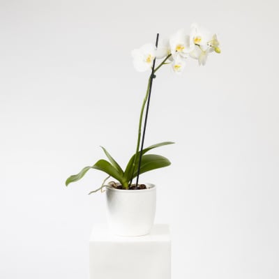 Phalaenopsis Orchid | Interflora