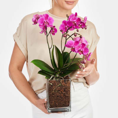 Pink Orchid in Vase | Interflora