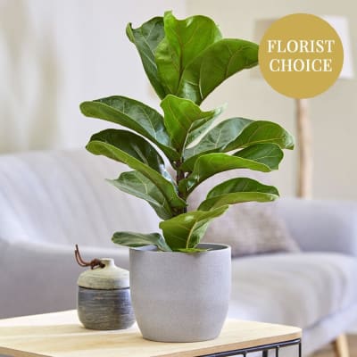 Single Plant | Interflora