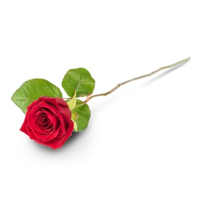 Single Red Rose | Interflora
