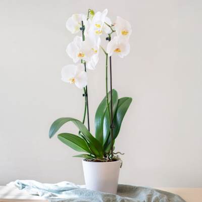 White Premium Orchid | Interflora