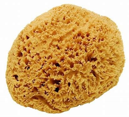 Where Do Kitchen Sponges Come From? Uncovering Their Origins