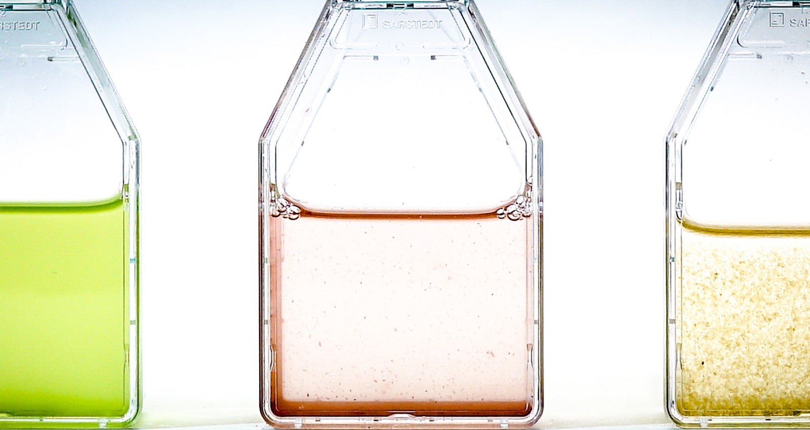 Swedish Algae Factory – Advanced materials from algae