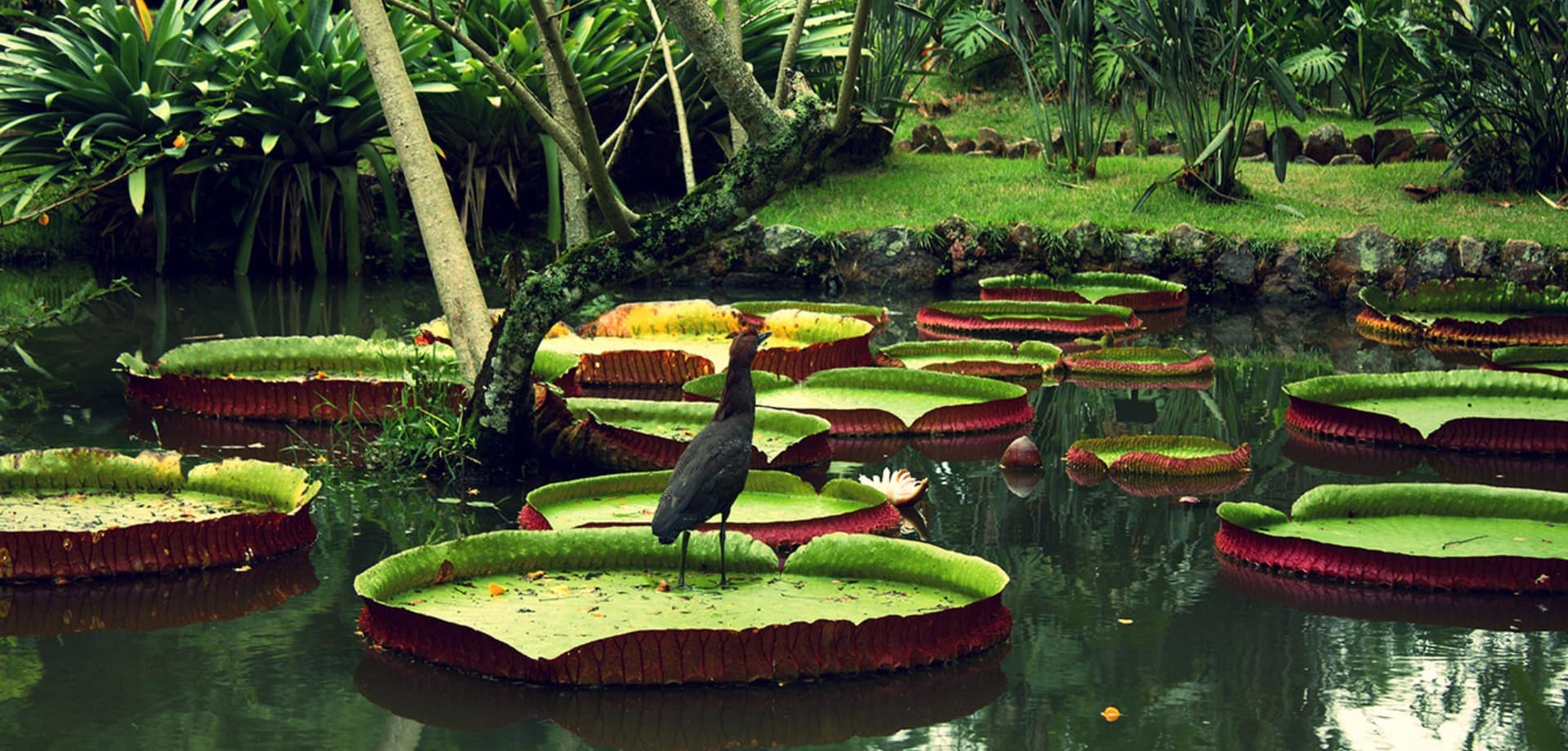 Pacotes de Viagem Amazonas | Kangaroo Tours