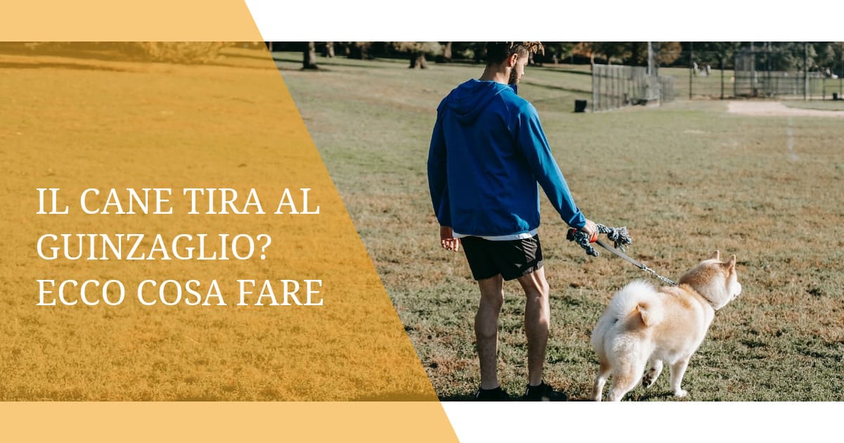 Il cane tira al guinzaglio? Ecco cosa fare e come comportarsi - Kanito