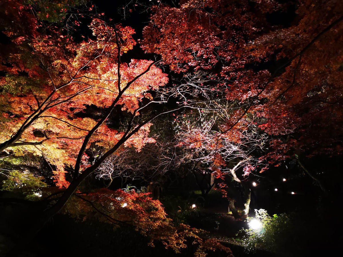The Lovely (And Magical) Night Illuminations at Kitano-Tenmangu (Kyoto ...