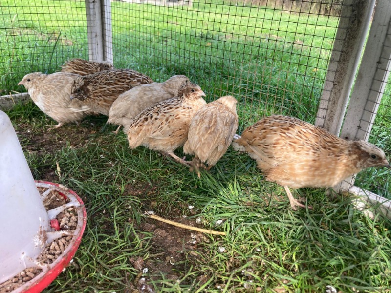 Japanese - Winchester Poultry Farm & Livestock