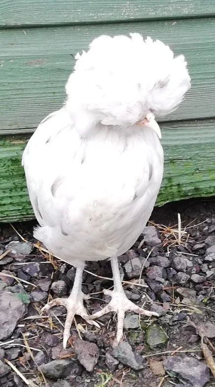 Splash-polish - Winchester Poultry Farm & Livestock