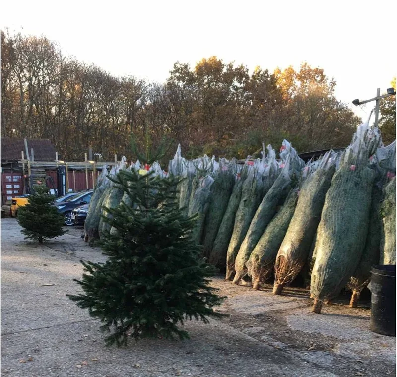 Nordman Spruce Non Drop Blues - Lolas Logs