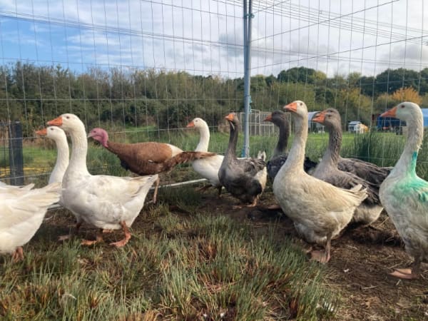 Pilgrims - Winchester Poultry Farm & Livestock