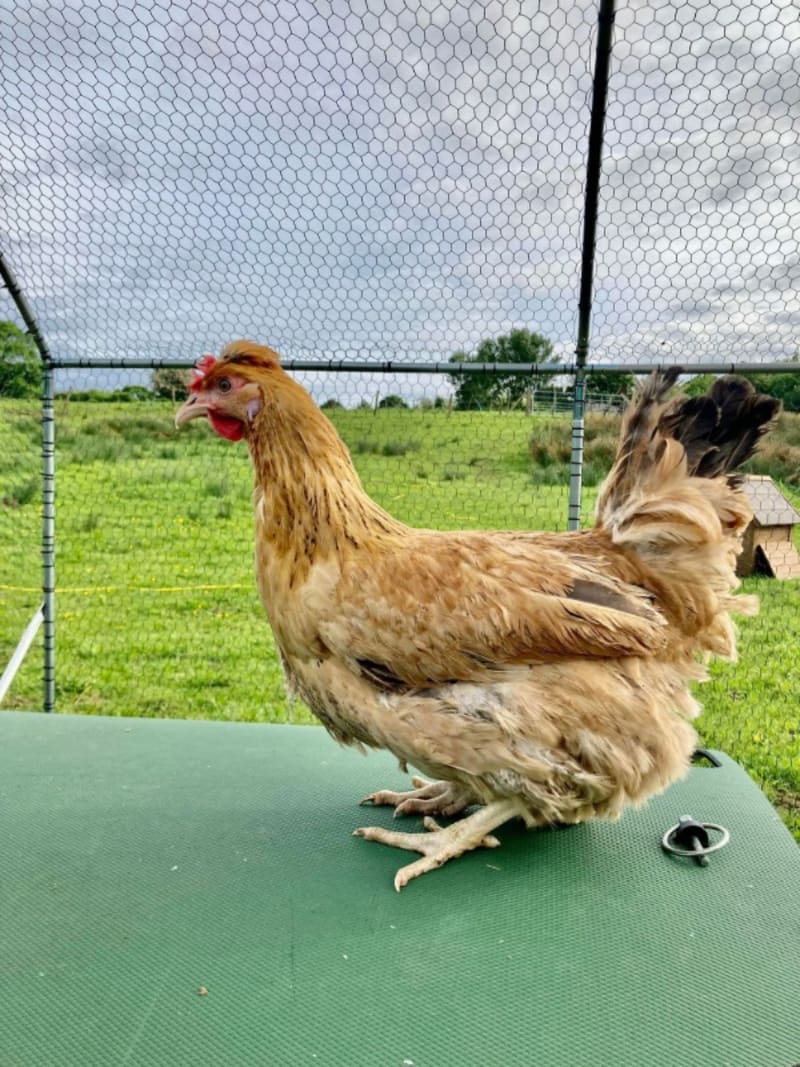 Gallery - Winchester Poultry Farm & Livestock