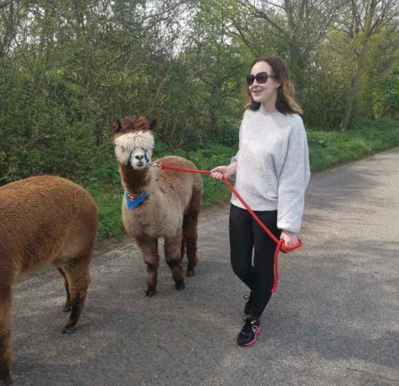 Lincolnshire Llama Cleethorpes Llama And Alpaca Walks - Lincolnshire Llama