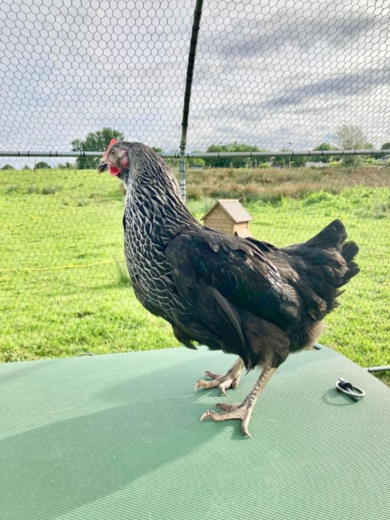 Pied Ranger Silver Sussex - Winchester Poultry Farm & Livestock