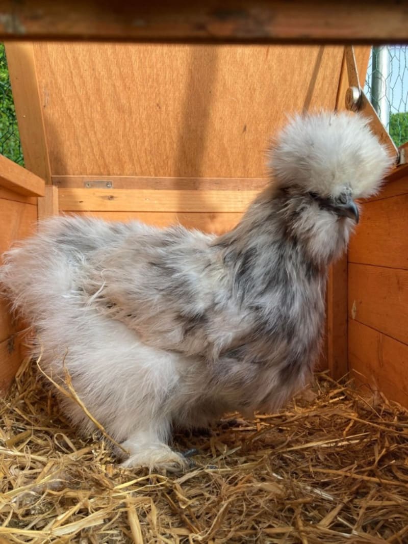Splash Silkie Bantam - Winchester Poultry Farm & Livestock
