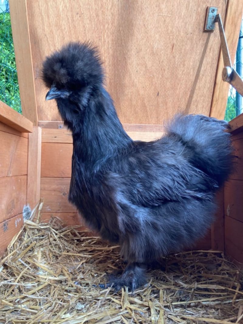 Pure Black Silkie - Winchester Poultry Farm & Livestock