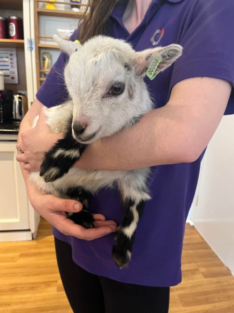 Baby Goat Visit | Ems Friendly Farm Southampton