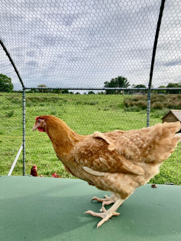 Gallery - Winchester Poultry Farm & Livestock