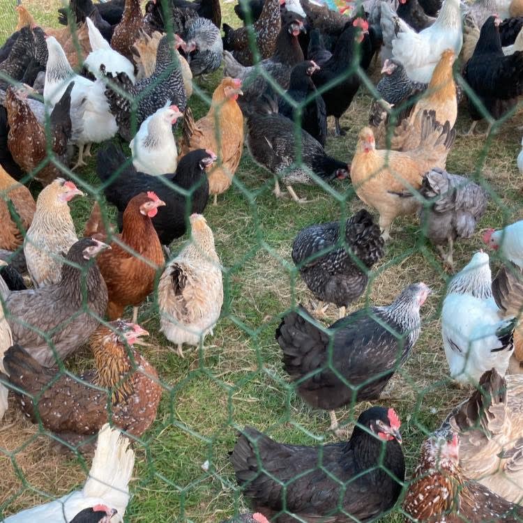 Gallery - Winchester Poultry Farm & Livestock