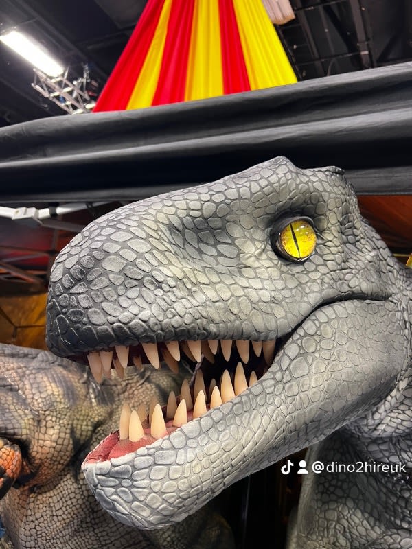 Gallery - Dino 2 Hire