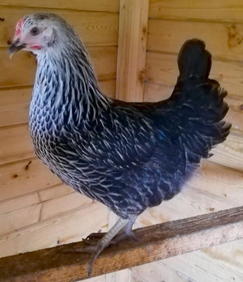 Pied Ranger Silver Sussex - Winchester Poultry Farm & Livestock