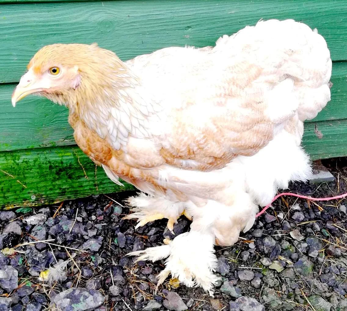 Lemon-pyle Brahma - Winchester Poultry Farm & Livestock
