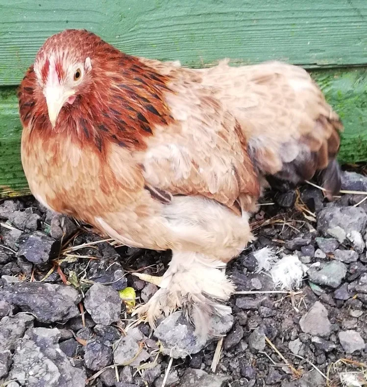 Wheaton Pekin - Winchester Poultry Farm & Livestock