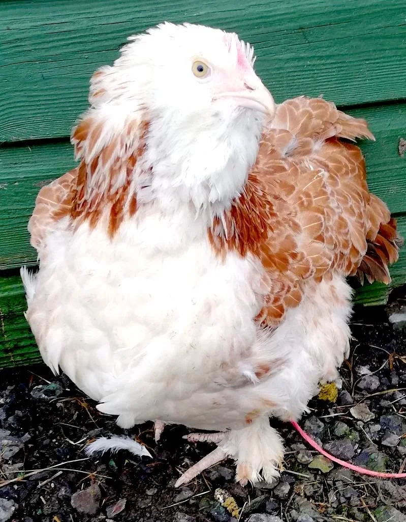 Wheaton Favverrole - Winchester Poultry Farm & Livestock