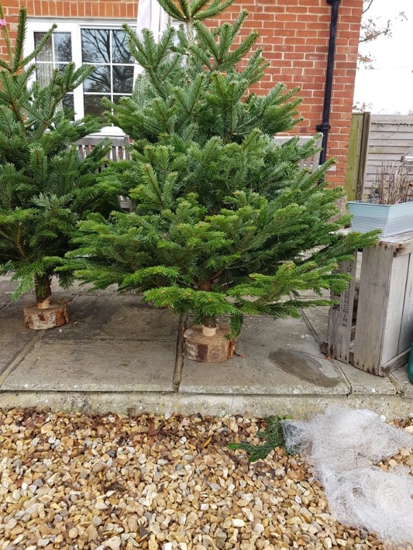 Nordman Spruce - Lolas Logs