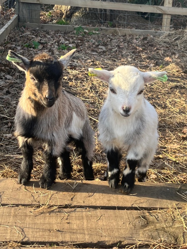 Baby Goat Visit | Ems Friendly Farm Southampton