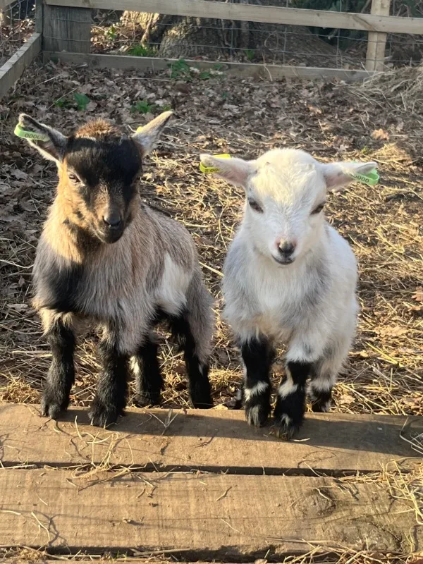 Baby Goat Visit | Ems Friendly Farm Southampton
