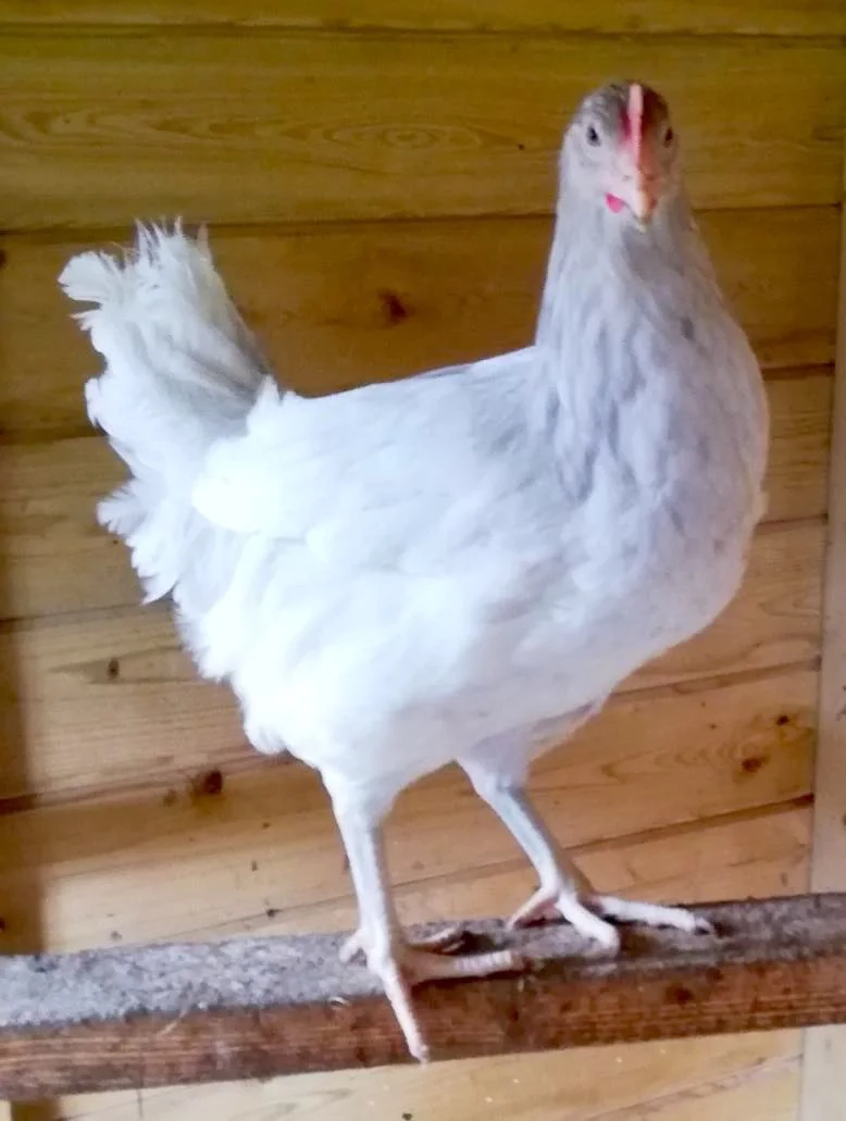 Lavender Splash - Winchester Poultry Farm & Livestock