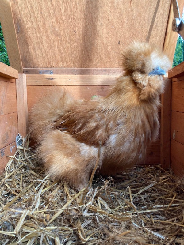 Pure Amber Silkie - Winchester Poultry Farm & Livestock