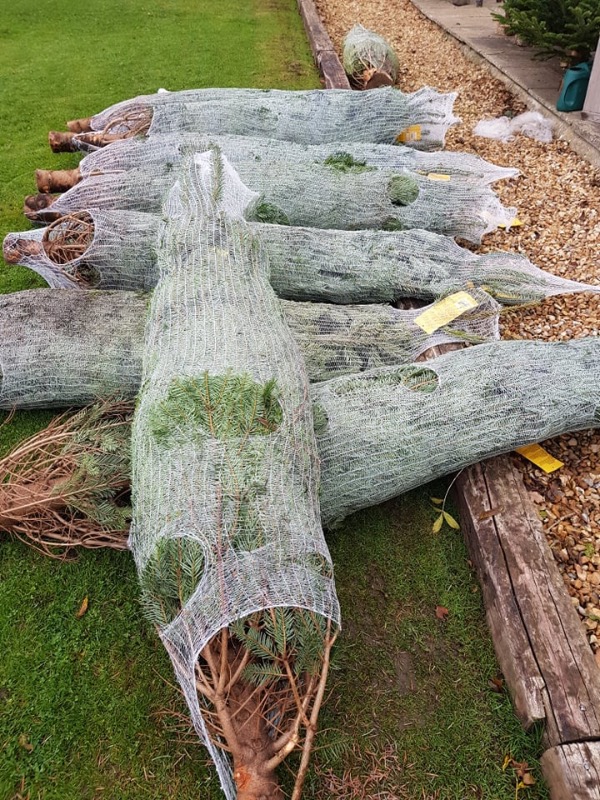 Nordman Spruce - Lolas Logs